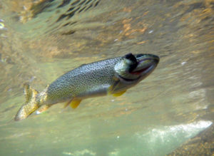 Oregon Fishing Club - Trask River #2